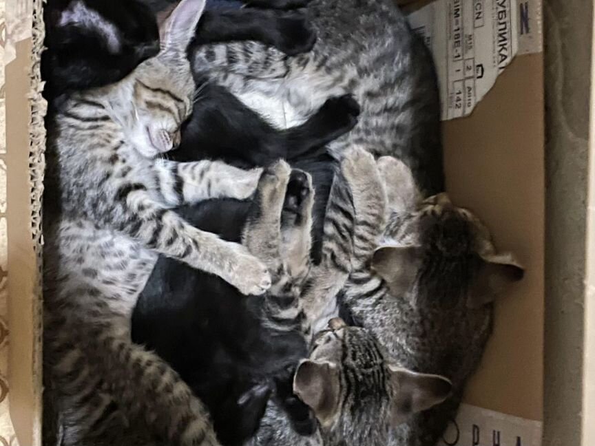 Котята в добрые руки бесплатно