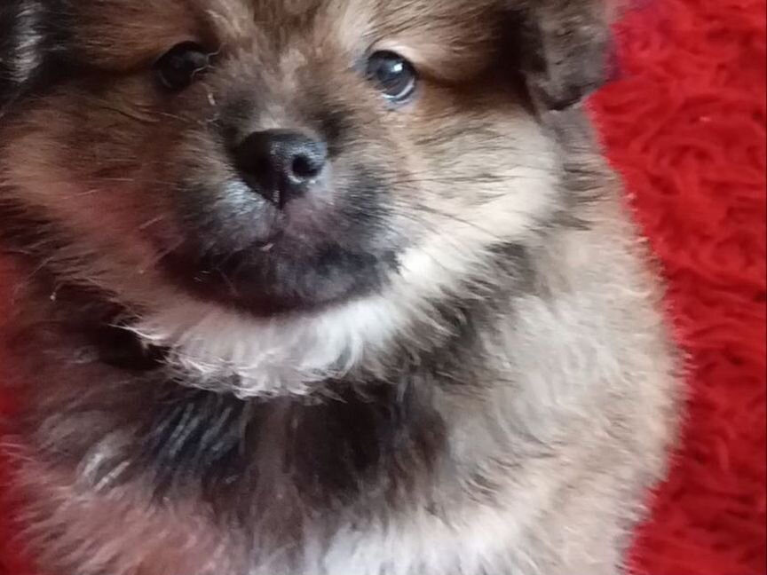 Шпикинес мальчик