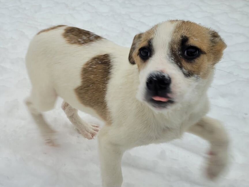 Щенок Ванесса живёт в холодном вольере