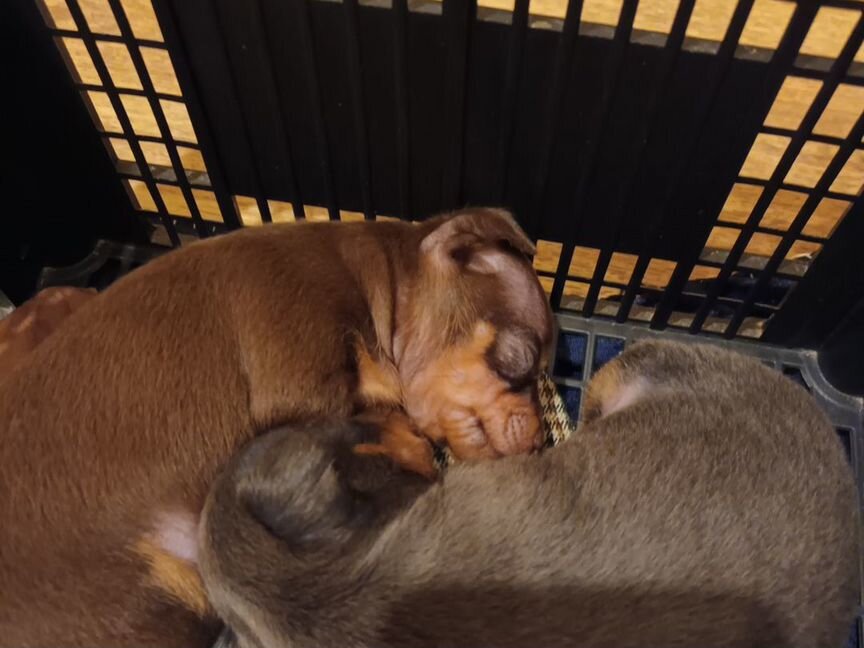 Той-терьер мини щенки