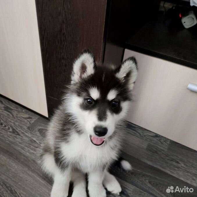 Щенок Хаски девочка
