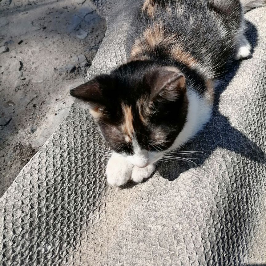 Кошка трехцветная 3.5 месяца