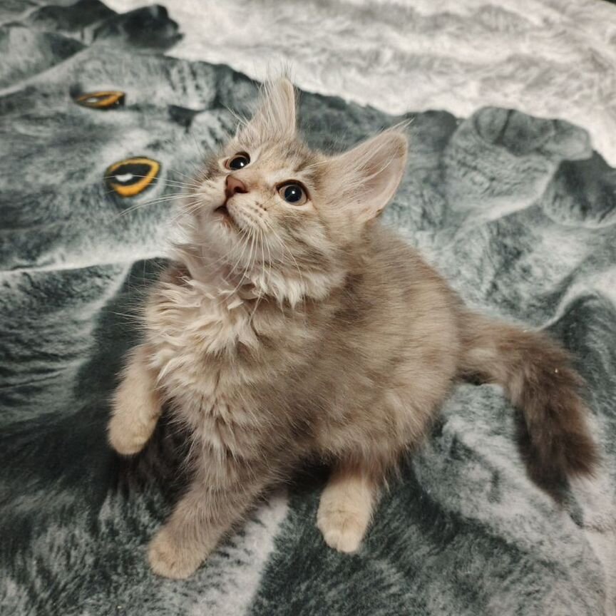 Мейн-кун котёнок