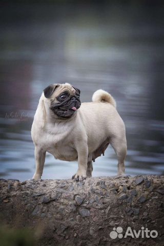 Мопс девочка бесплатно
