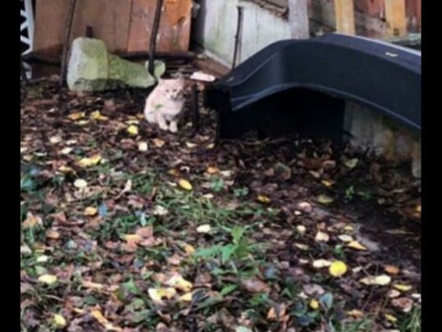 Котенок в садоводстве