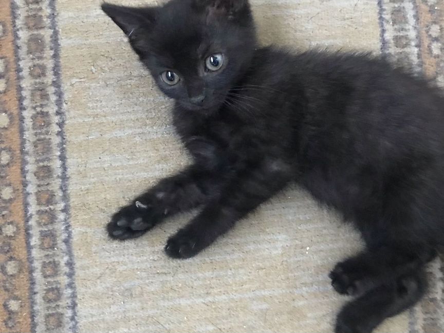 Котята ищут добрые ручки