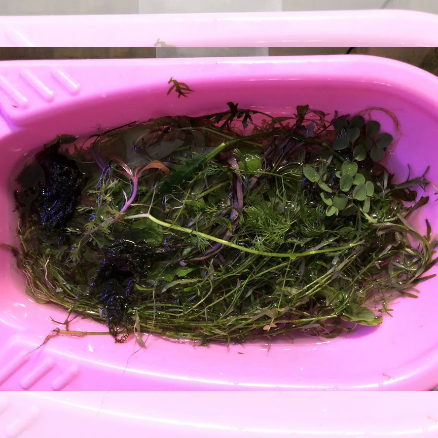 Прополка растений, 7-8 видов и 2 вида мха