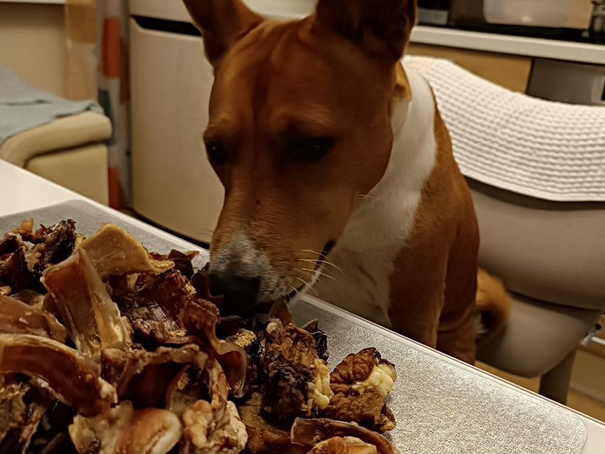 Вкусняшки для собак