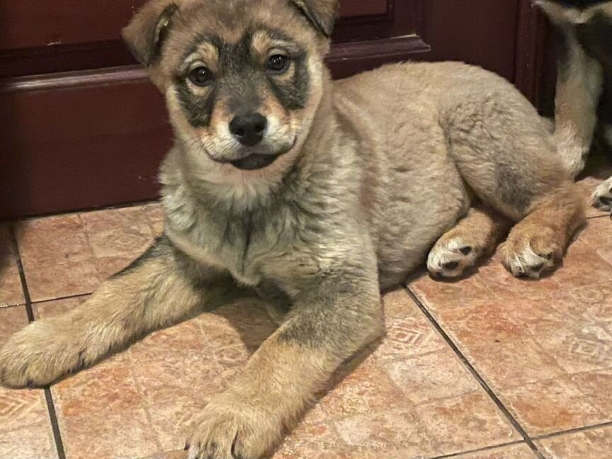 Отдам щенка в добрые руки