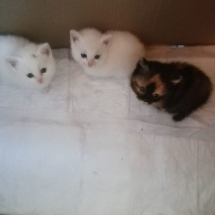 Котята в добрые руки бесплатно