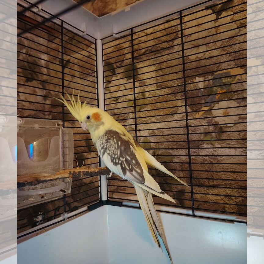 Попугай корелла с клеткой