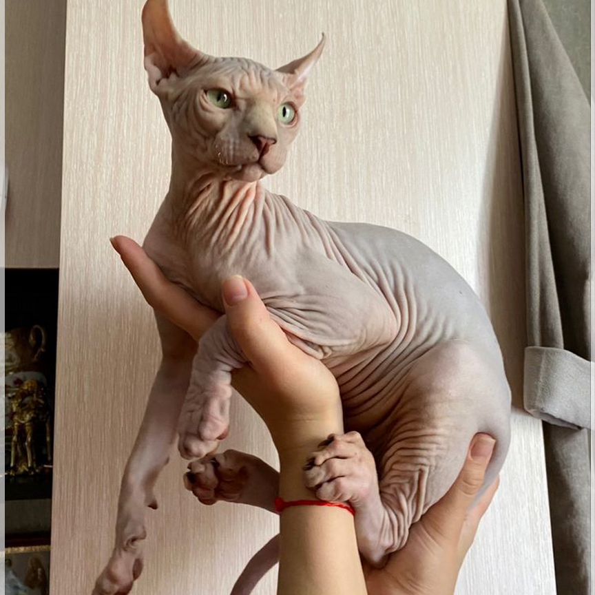 Сфинкс двельф