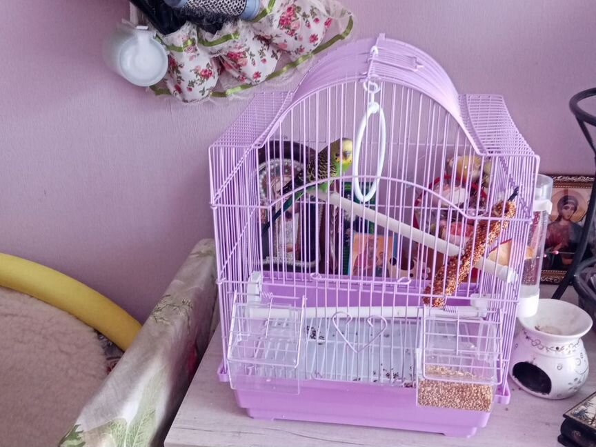 Продам, волнистого попугая