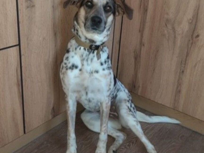 Собака в добрые руки