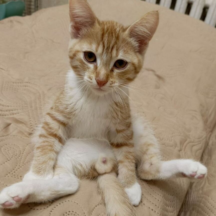 Котёнок в добрые руки