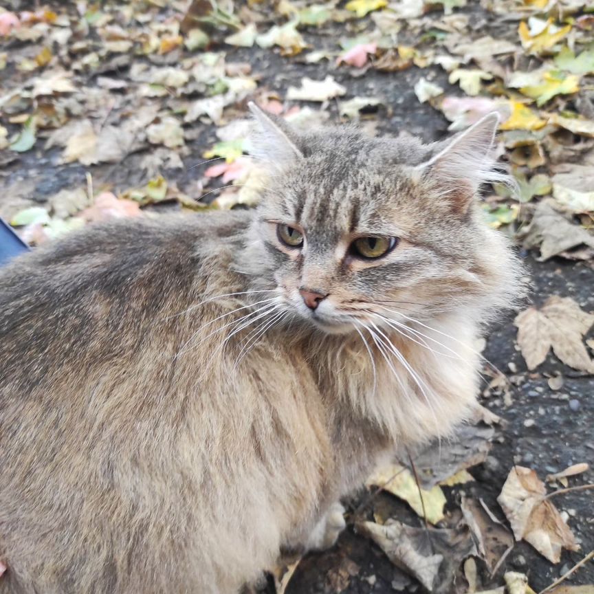 Самая обнимательная осенняя кошечка ищет дом