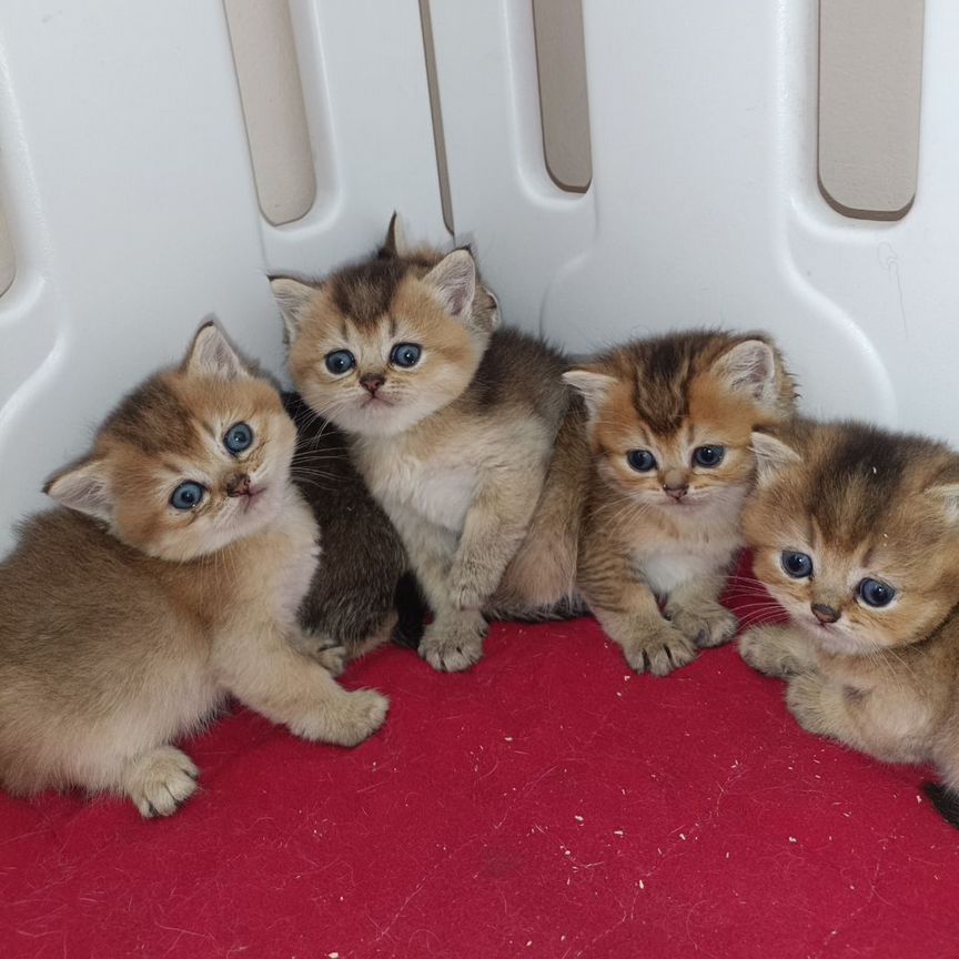 Плюшевые котята