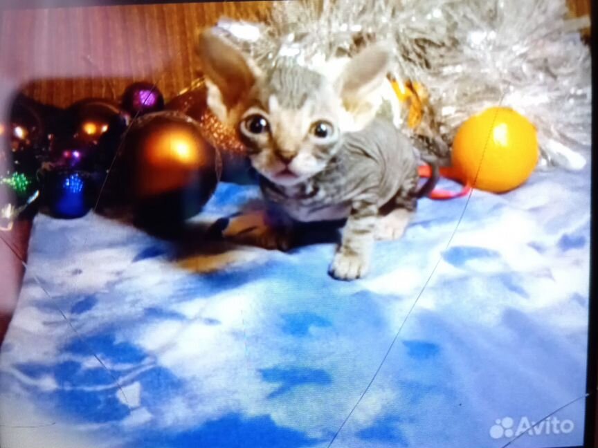 Котята донского сфинкса