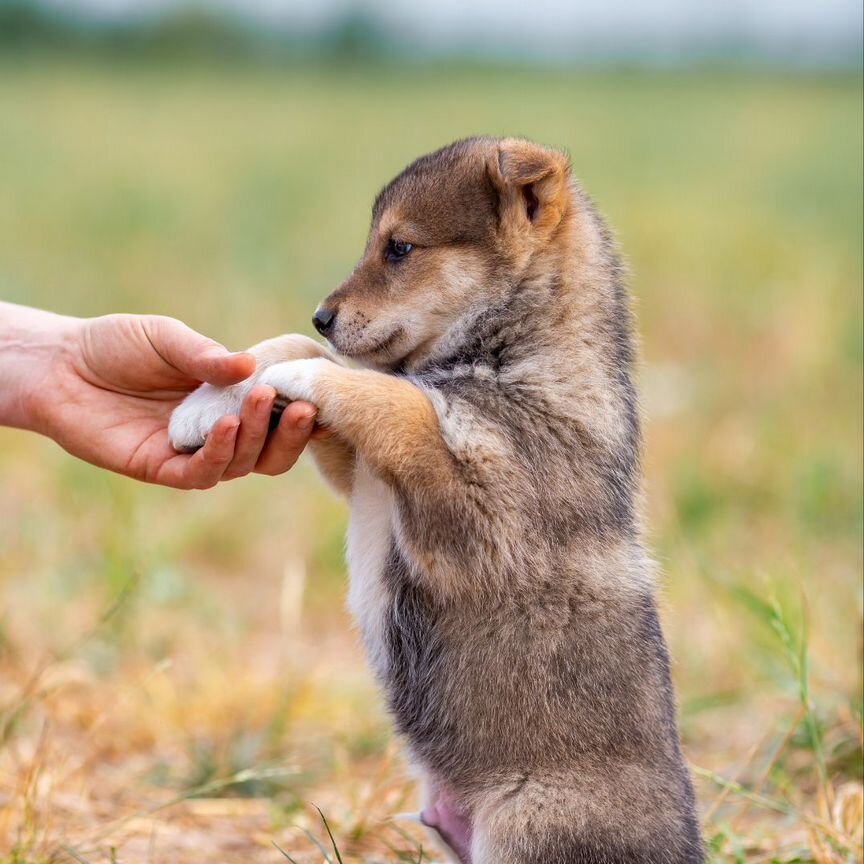 Щенок Вилли, 1,5 мес, Лайка/Хаски. В добрые руки
