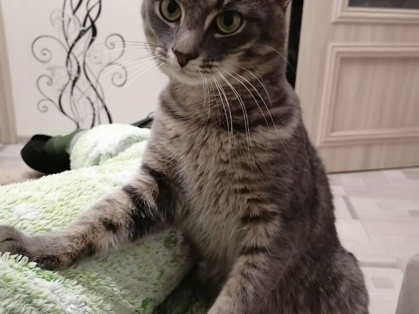 Кот
