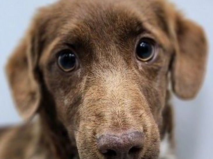 Маленькая собака бесплатно