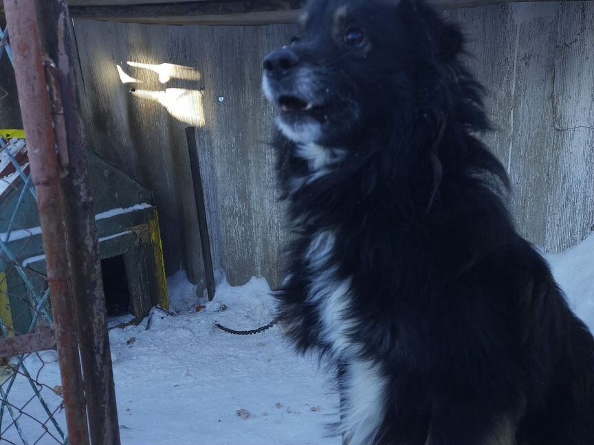 Собака в добрые руки