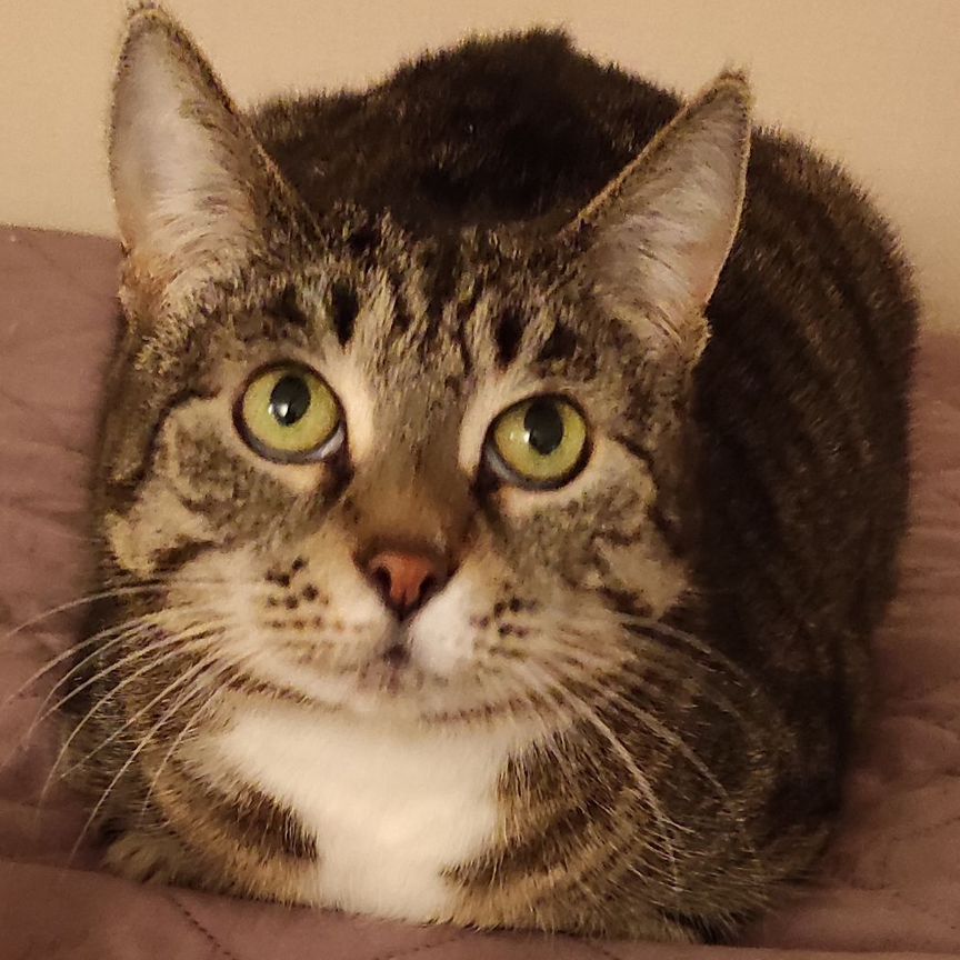 Взрослая, кошка в добрые руки