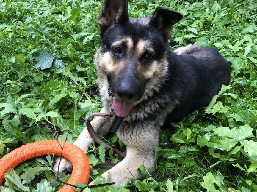 Овчар Раф в добрые руки