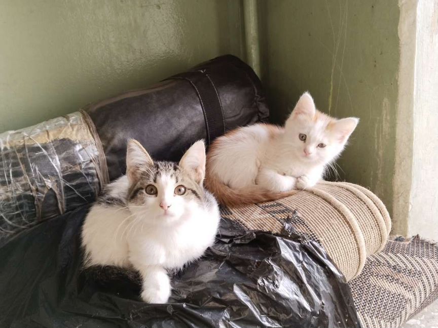 Жанна и Зоя ищут дом