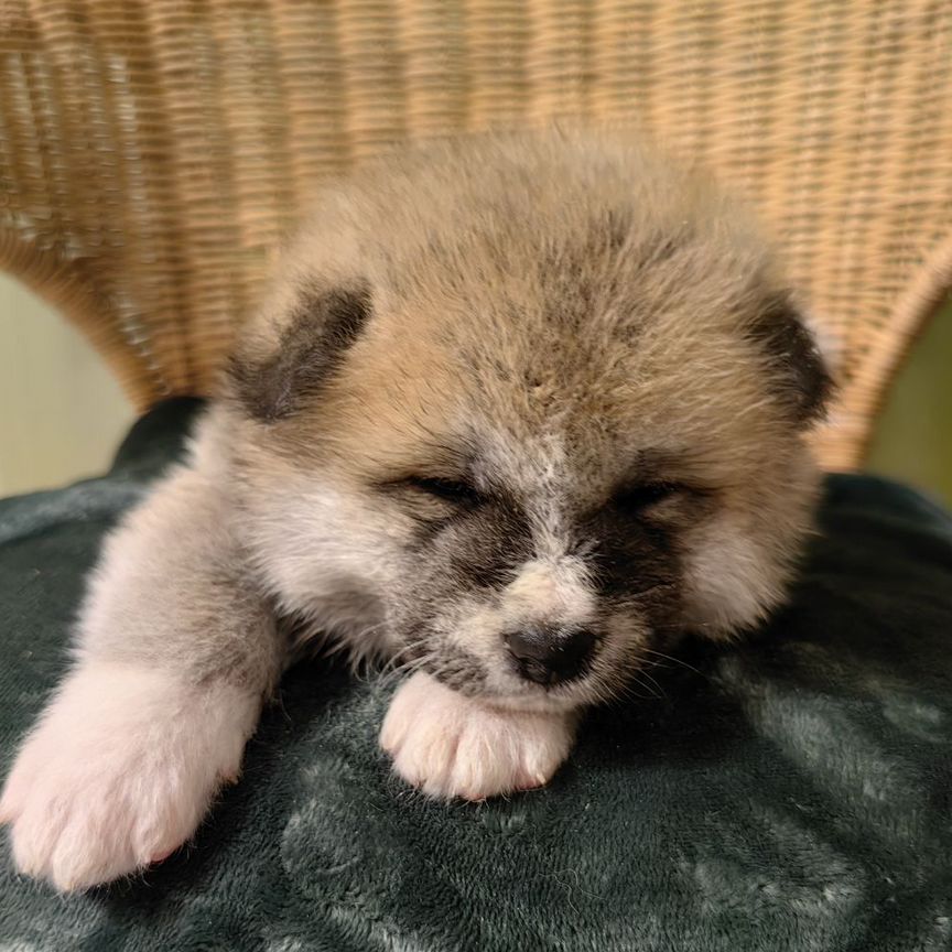 Продам щенка акита ину