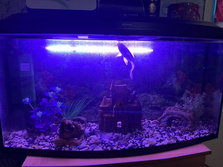 Украшение для аквариума и рыба