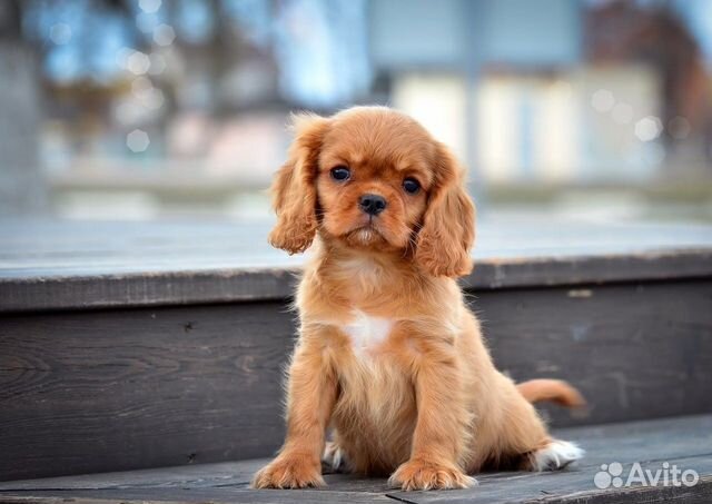 Спаниель кавалер рубиновый малыш