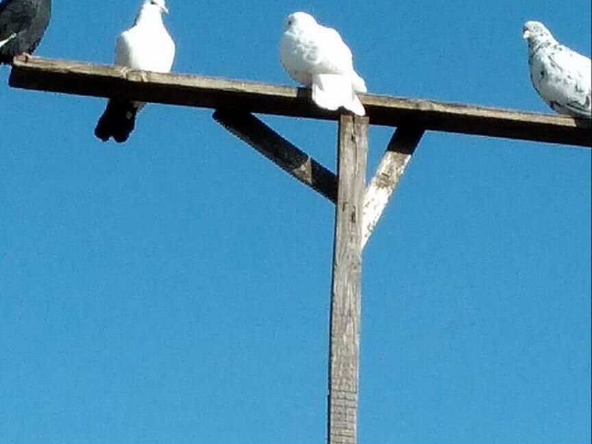Отдам бесплатно голубей