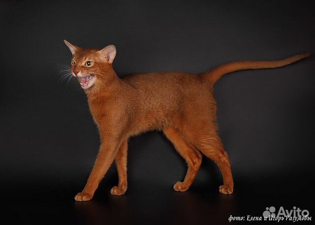 Вязка с абиссином