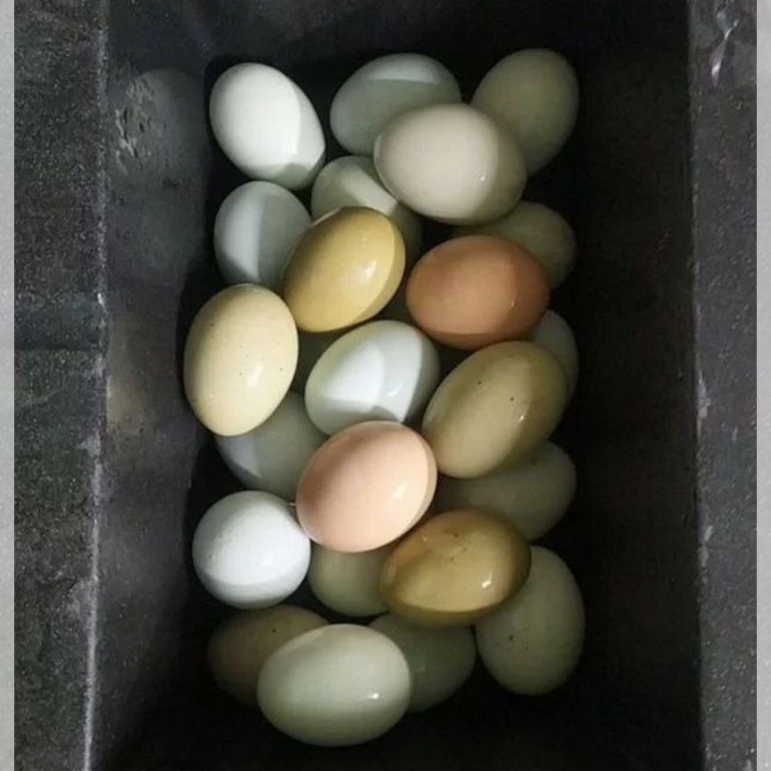 Яйца кур породы Лакеданзи на инкубацию