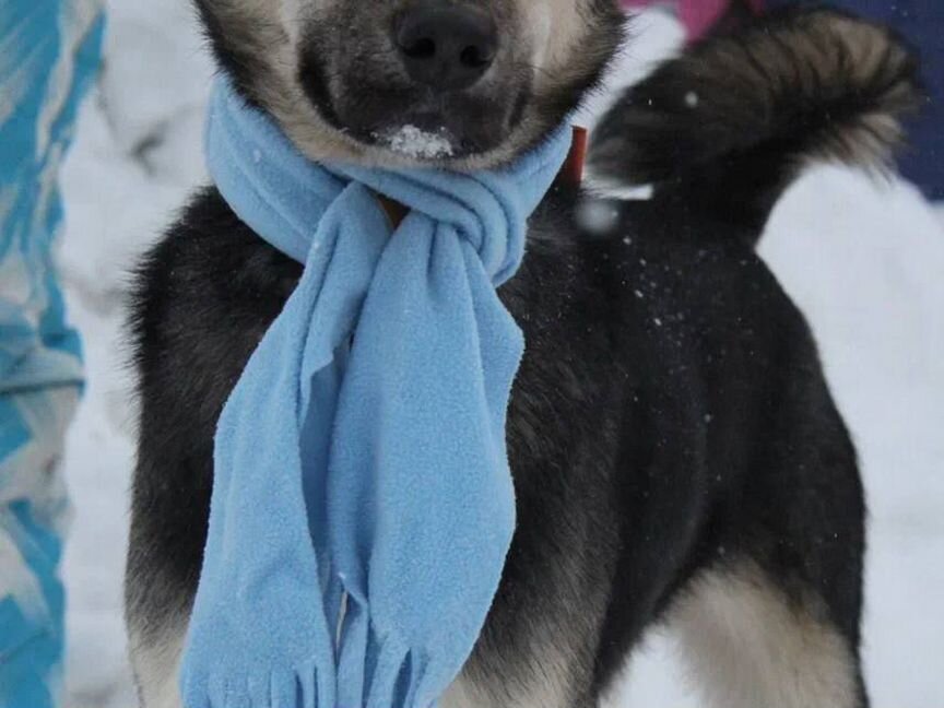 Собака Буба ищет дом