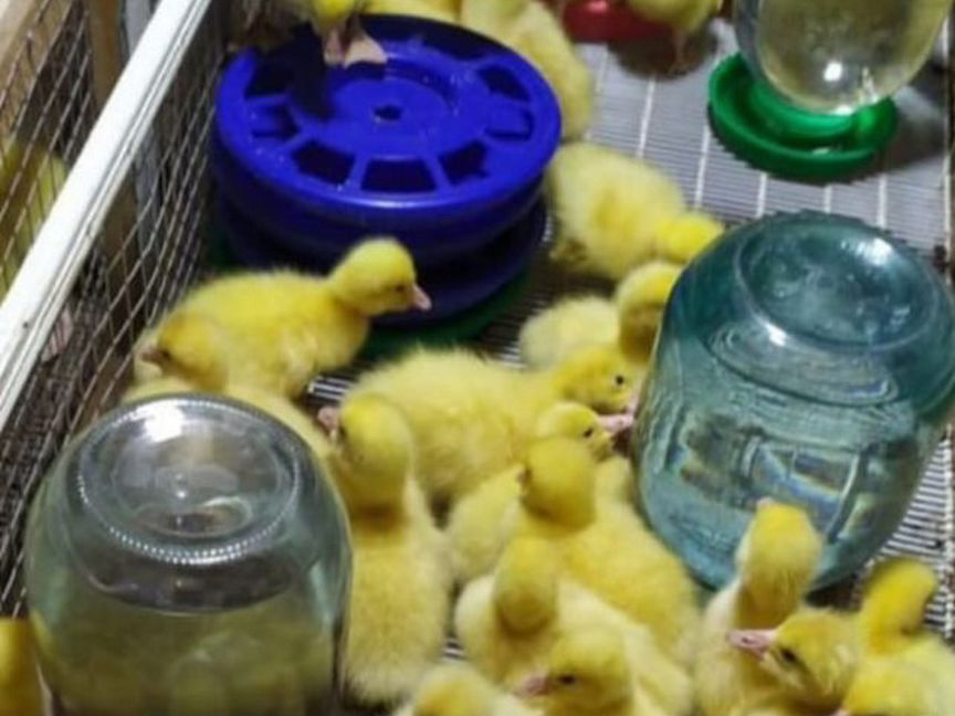 Гуси Линда, Серый крупный