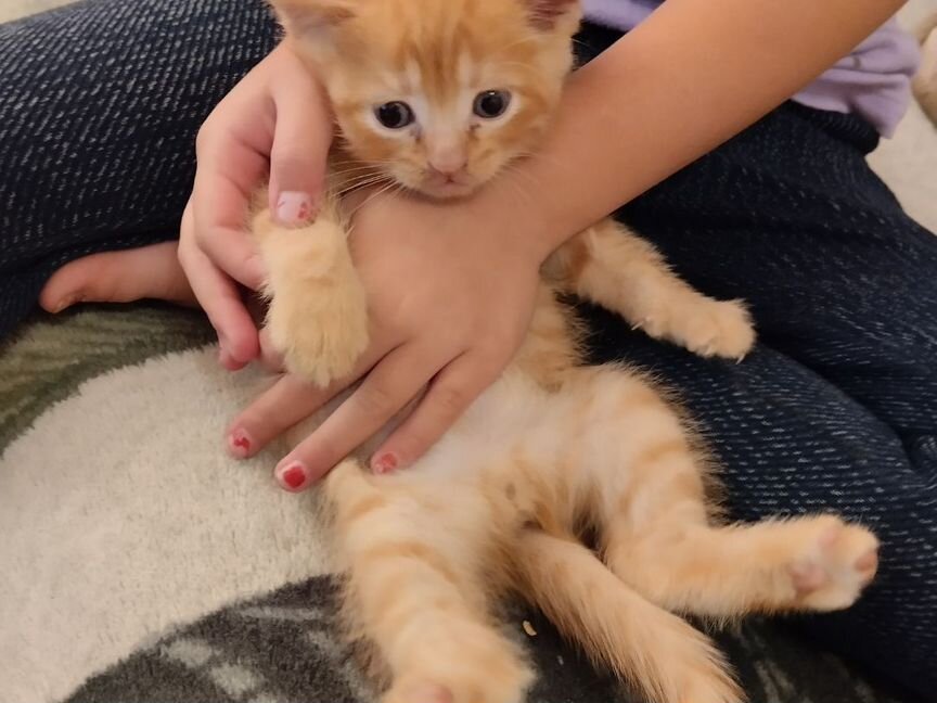 Котенок от шотландской кошки