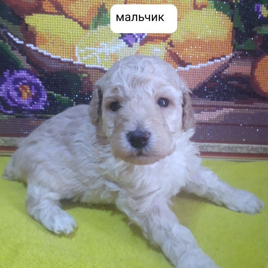 Карликовый пудель