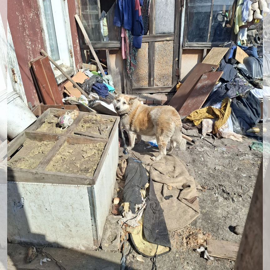 Восточносибирская лайка, взрослая собака