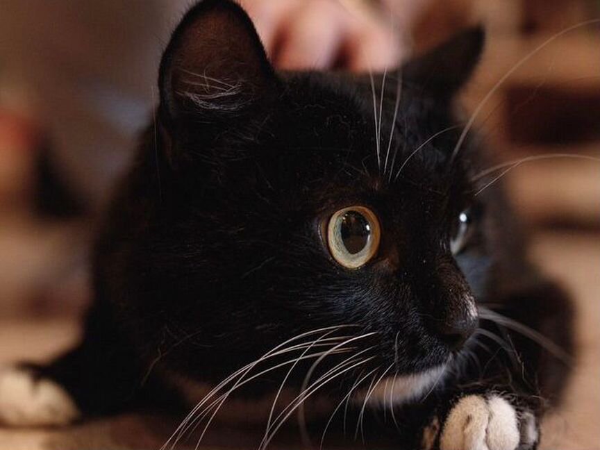Шикарная кошка