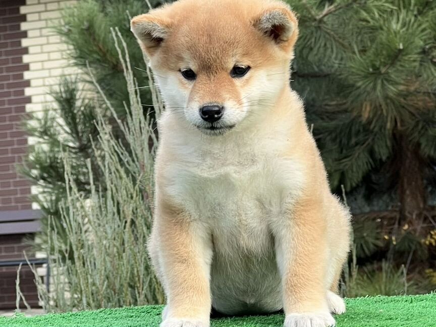 Сибочка милашка