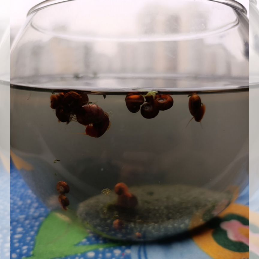 Улитки для аквариума