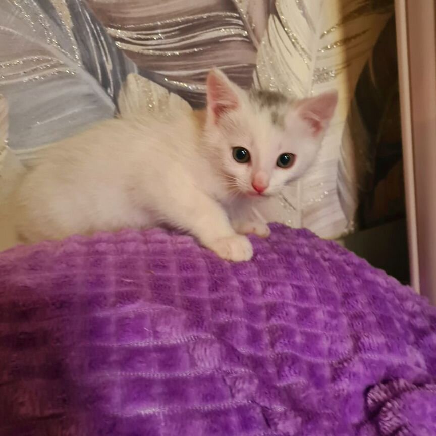 Котёнок от частного владельца