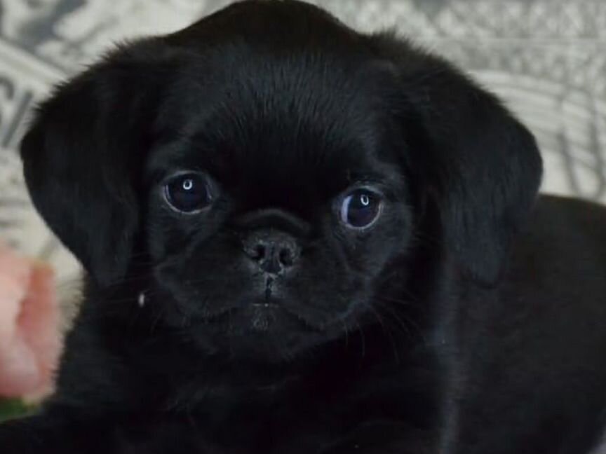 Щенки пти брабансона