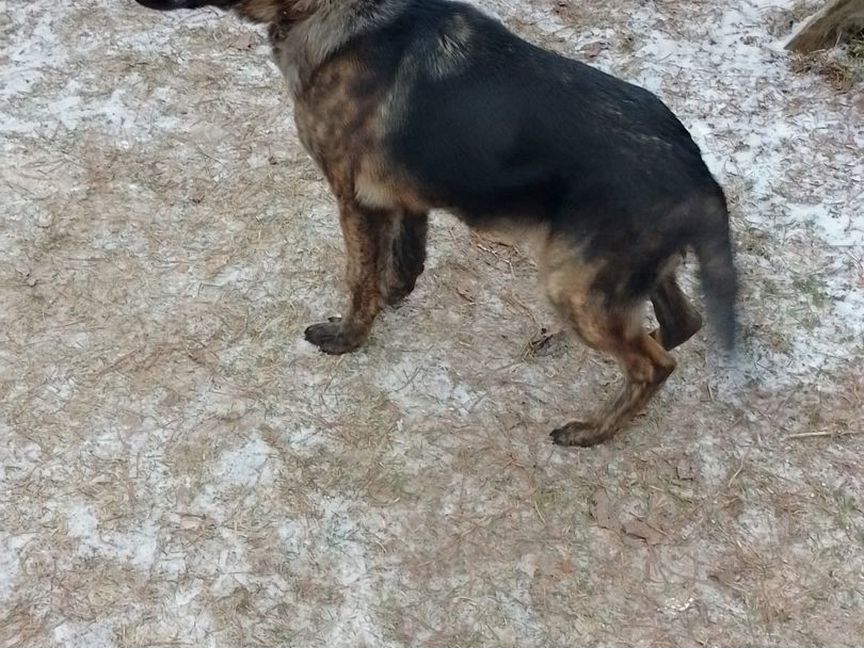 Собака в добрые руки. Кобель. Щенок