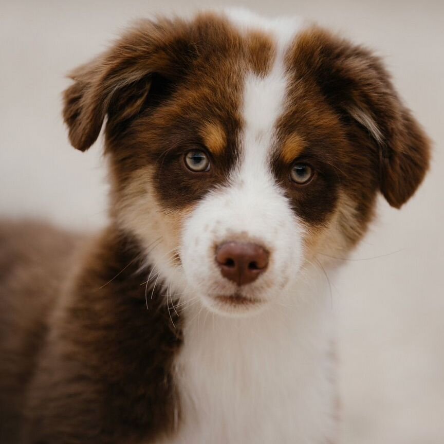 Щенок миниатюрной американской овчарки