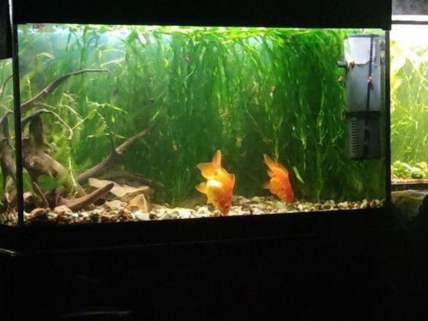 Золотые рыбки