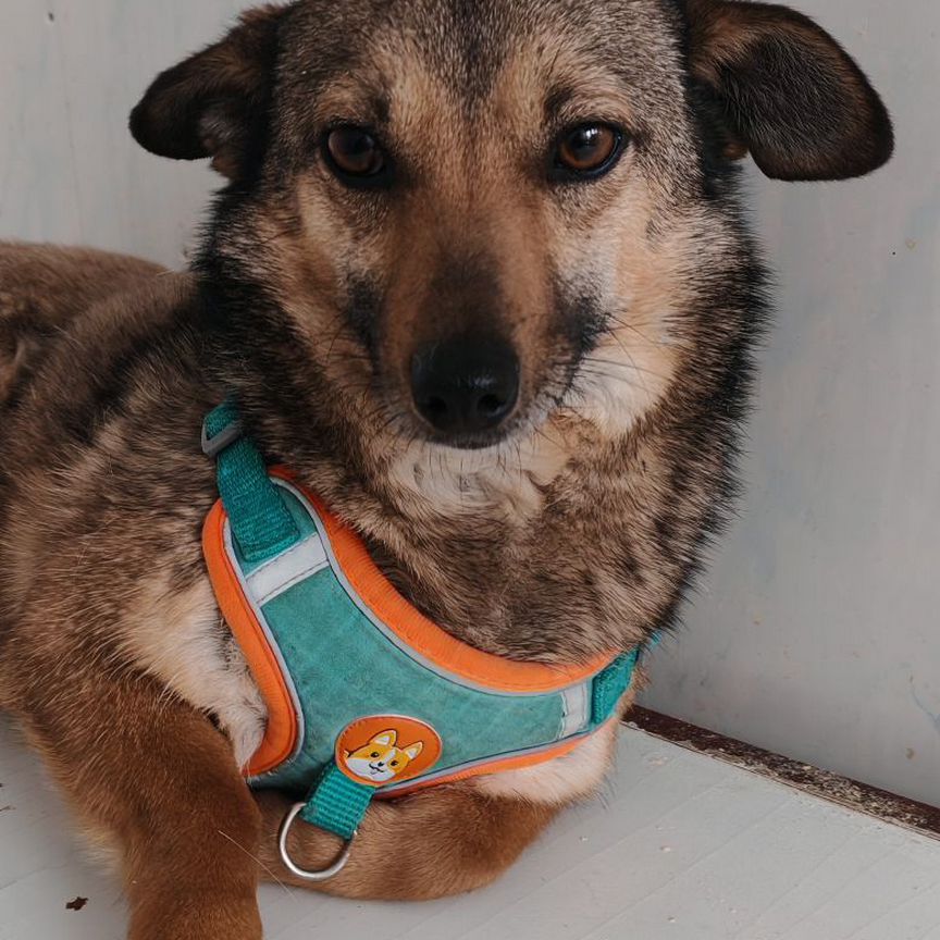 Маленькая собака в добрые руки