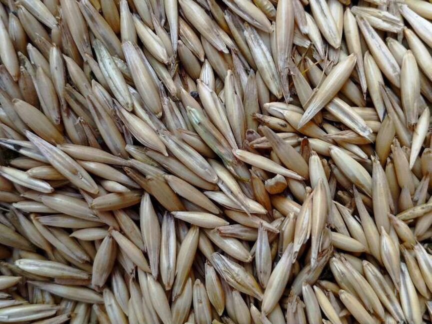 Овёс. Ячмень. (яровой)